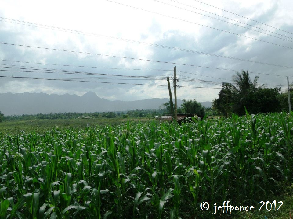 Bisayang Manlalakbay around the Philippines: Dole Philippines ...