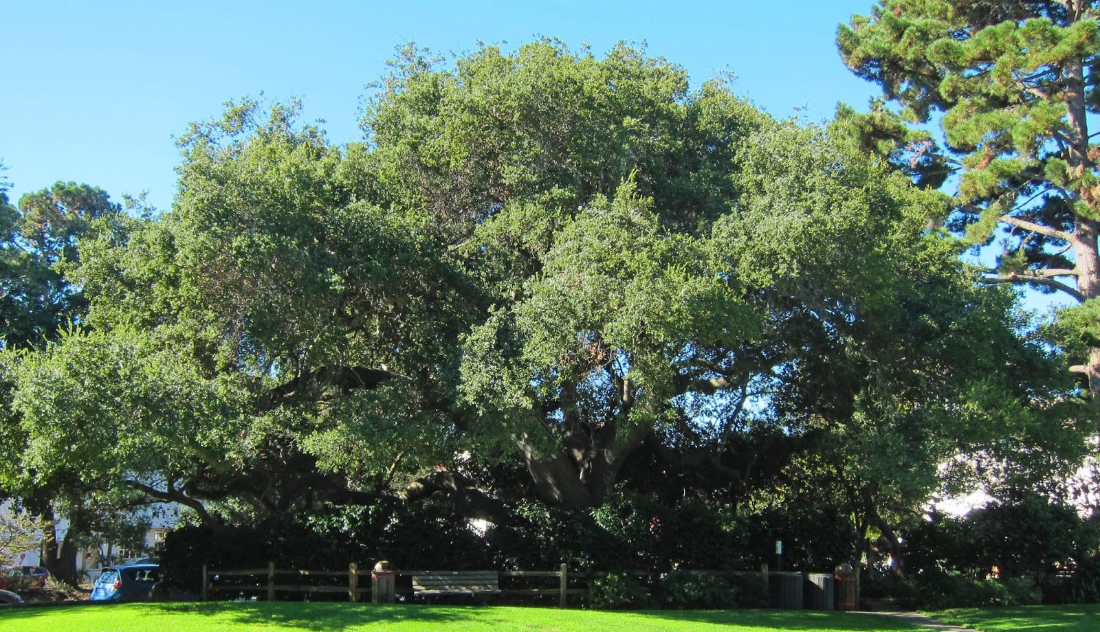 Friends of Carmel Forest Tree Tour with Dr. Matt Ritter 2016 - Carmel ...