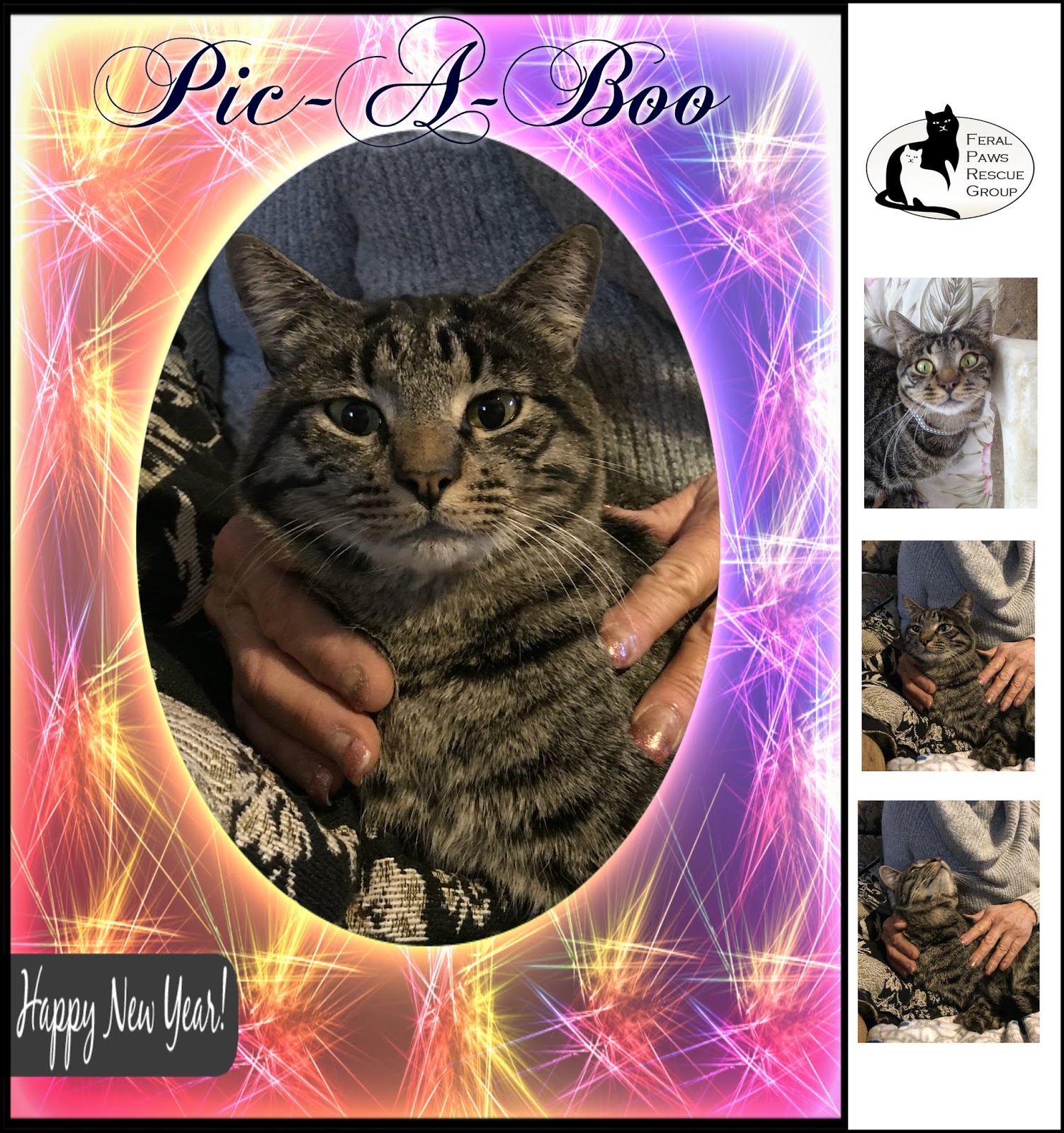 Feral Paws Rescue Group: January 2018 Cat of the Month: Pic-A-Boo