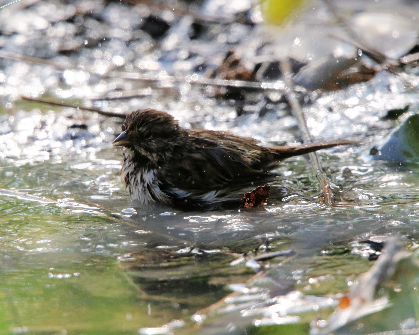 Birds from Behind : Birdin' by the Beach...