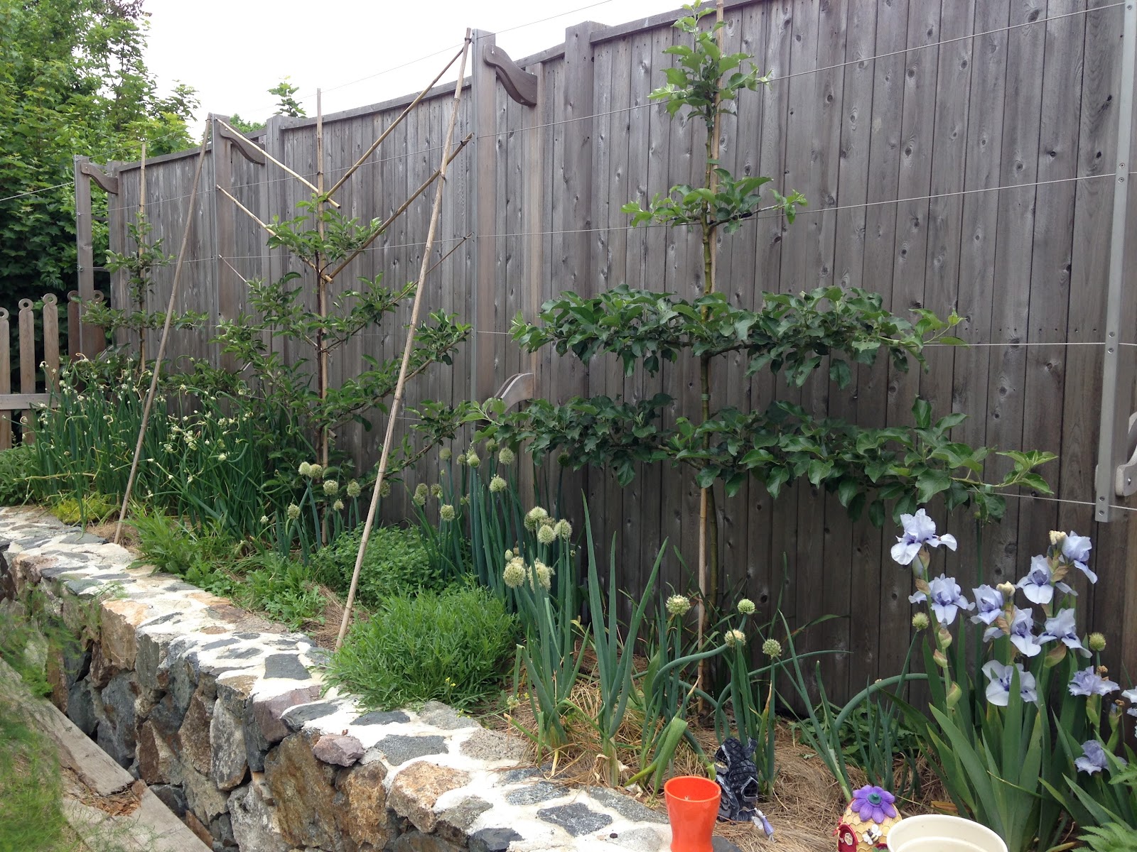 Tooling Up: Urban Micro-Orchard Year 3