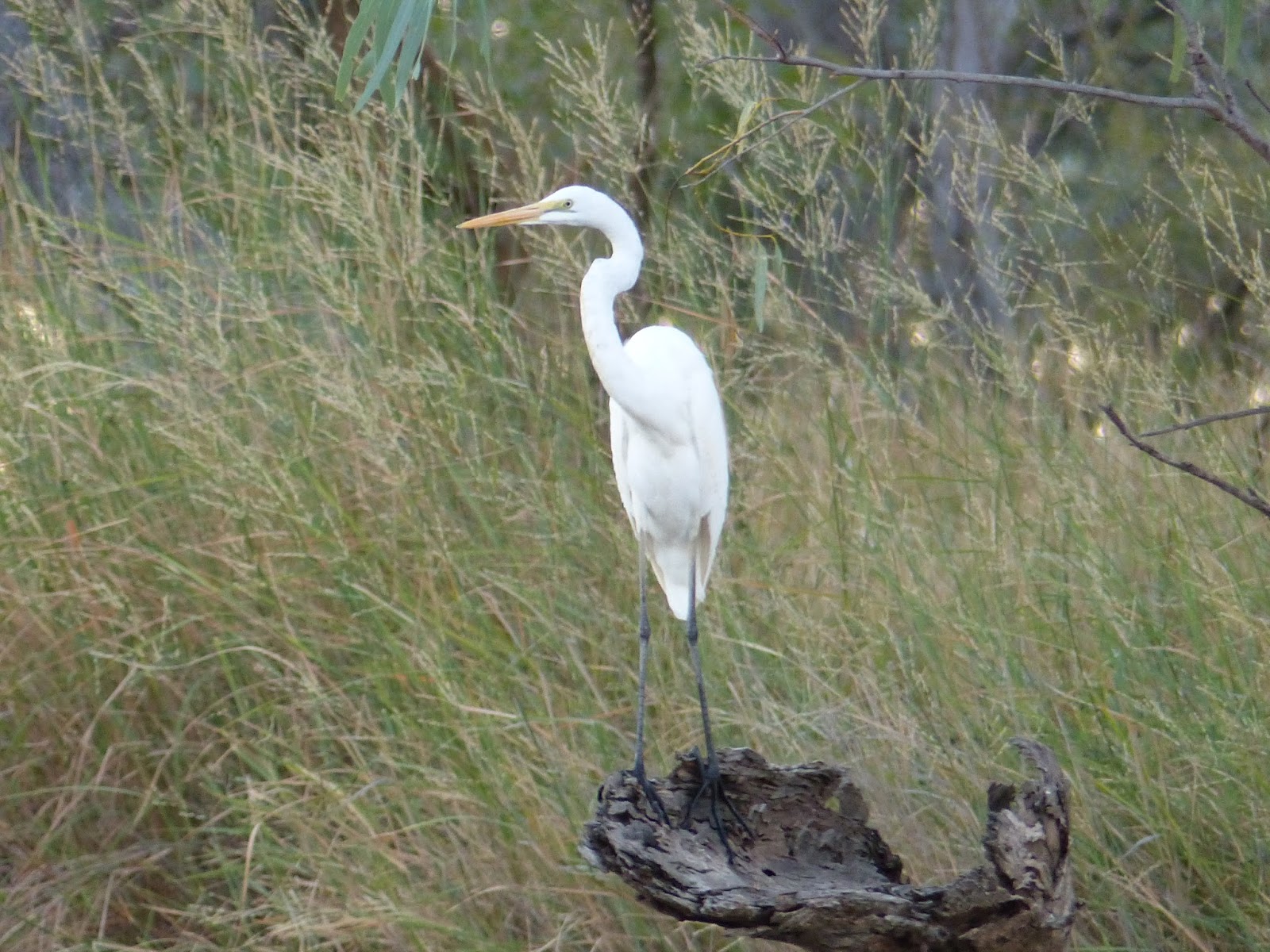 Kimberley Adventure 2015: Kimberley flora and fauna