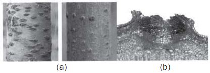 Struktur Anatomi Batang dan Fungsi Batang pada Tumbuhan Lengkap