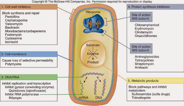 Long Life Learning: ANTIBIOTIK