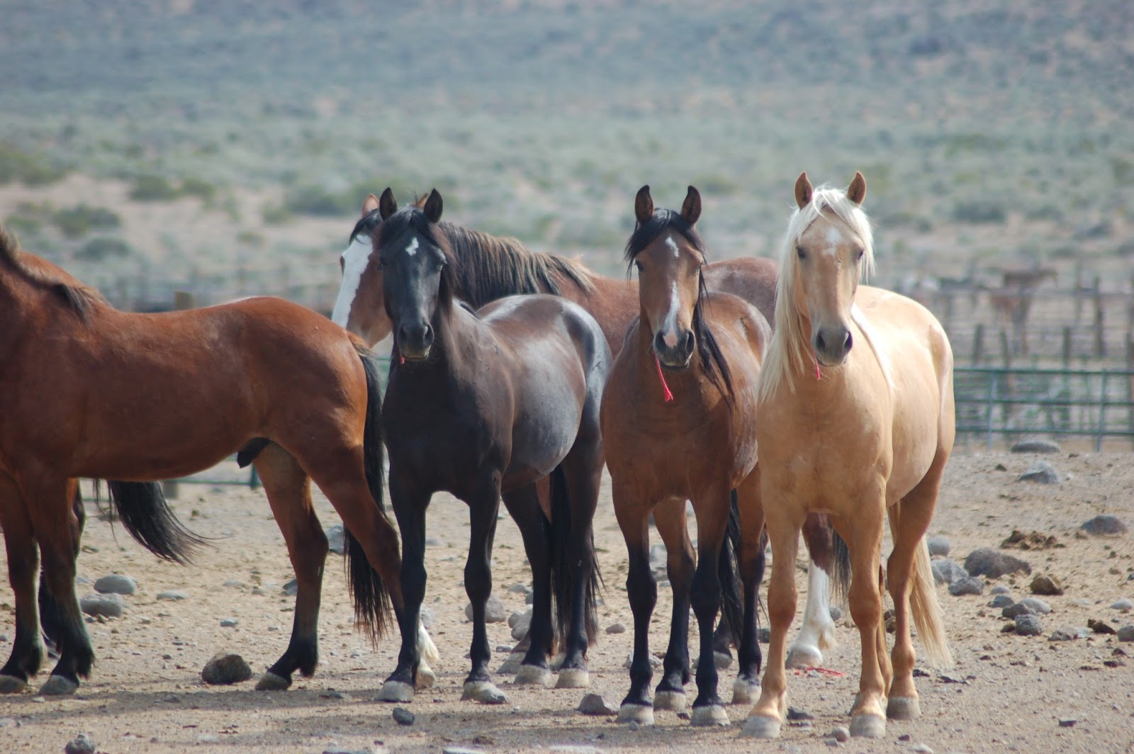 Adopt a Wild Mustang!: New Beginnings...