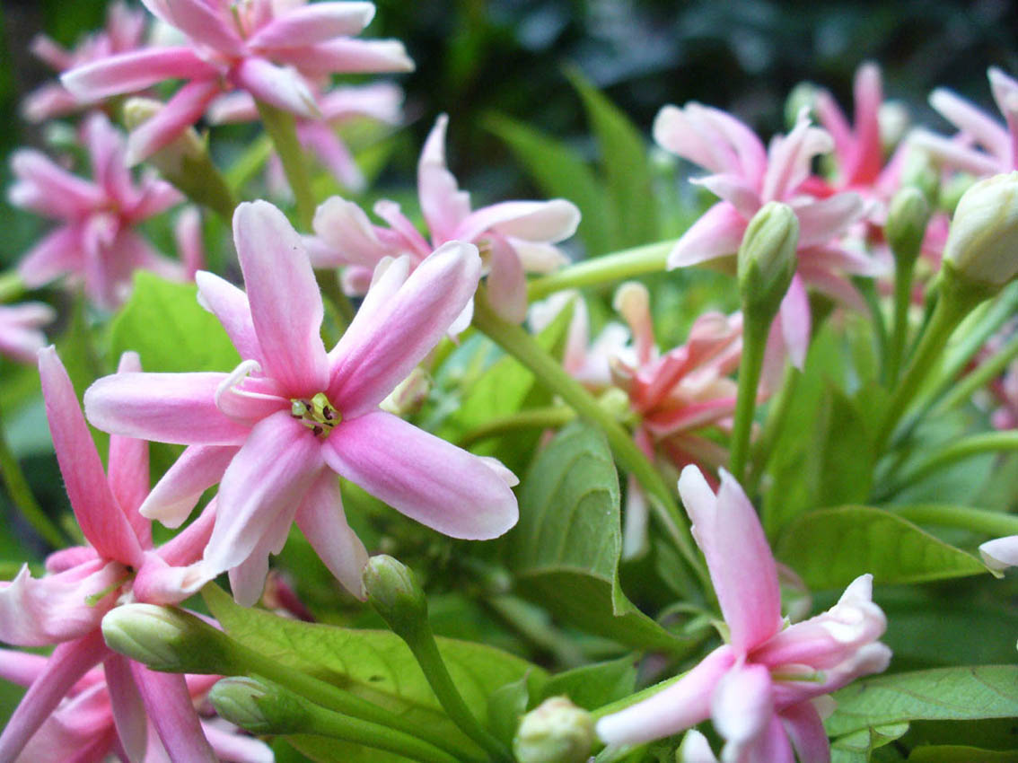 Gambarnya Aldriana: Bunga-bunga di Halaman Rumah