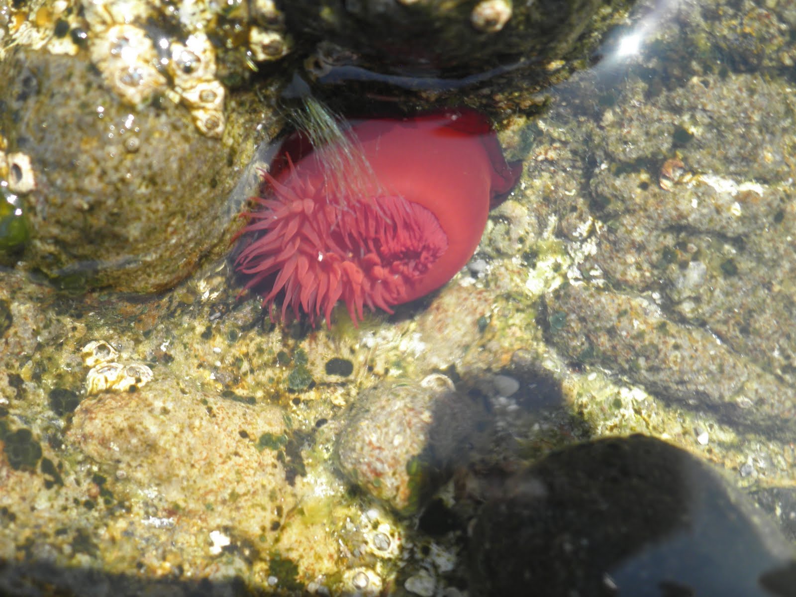 mar menor mar mayor: Actinia equina. Actinia roja