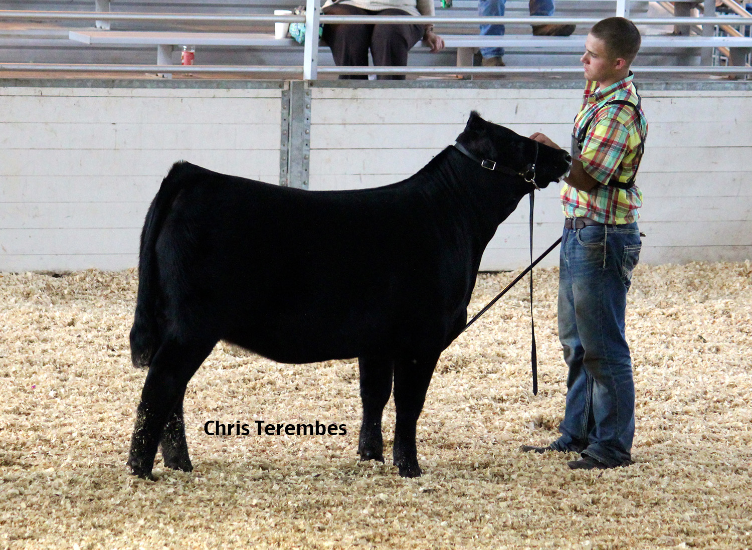 Executive Sires, Inc.: 2013 Illinois State Fair - Champion Limousin Females