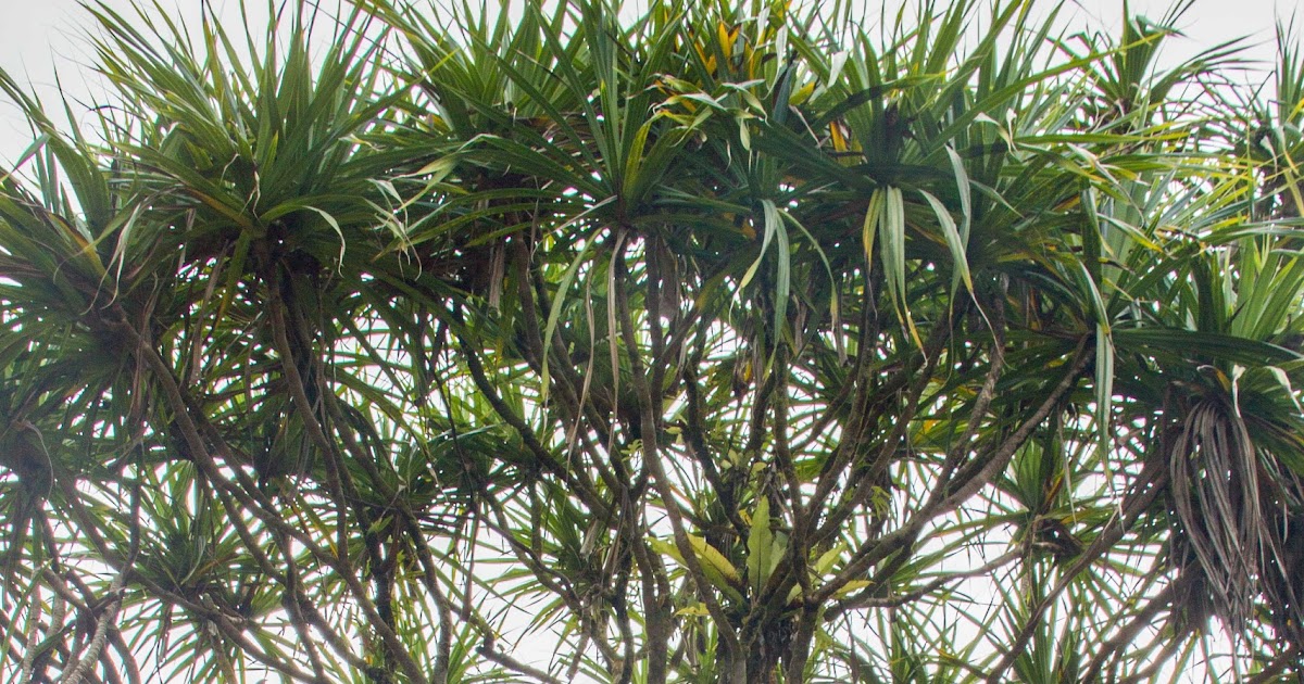Big Island Living: Hala tree fruit