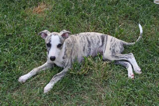 Sowagla Whippets: Available female whippet pups