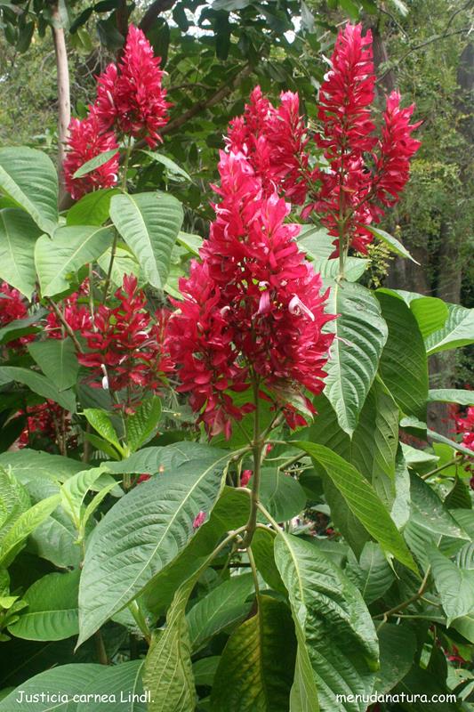 El Jardí de Menuda Natura: Jacobínia