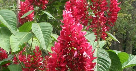 El Jardí de Menuda Natura: Jacobínia
