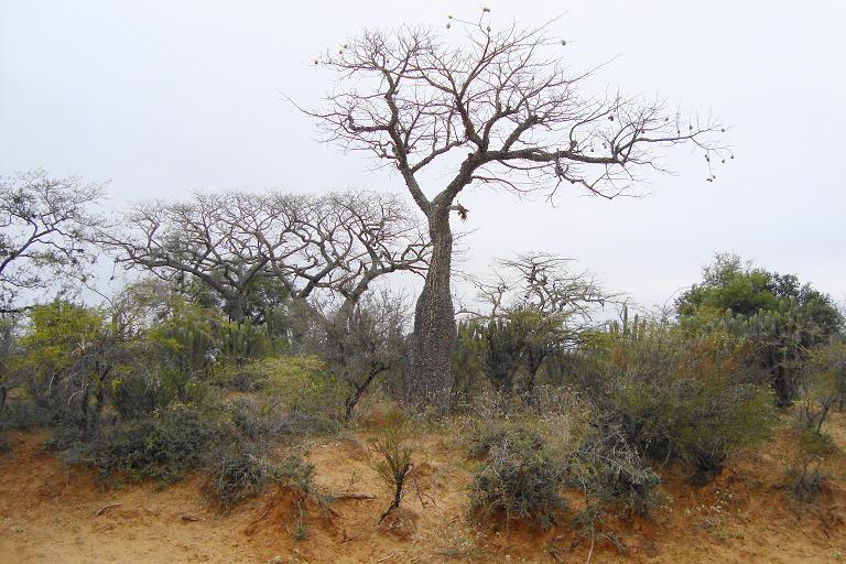 Tierra Comunitaria de Origen (TCO) ISOSO