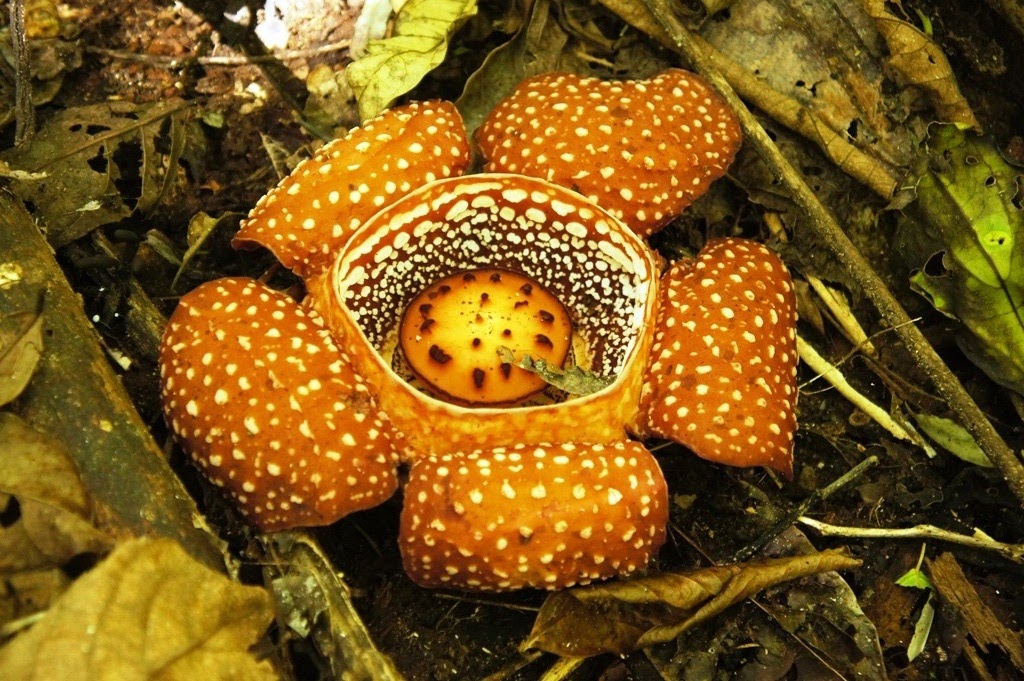 OUR PHILIPPINE TREES: Rafflesia Hunt!