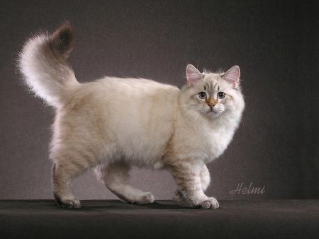 Kucing Siberian | All About Cats