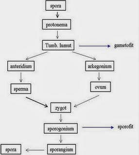 Embriogenesis Briofita (Tumbuhan lumut) - EDUBIO