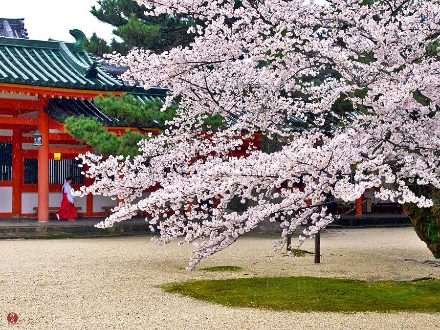 FROM THE GARDEN OF ZEN: Sakura blossoms in Heian Jingu Shrine (Kyoto)