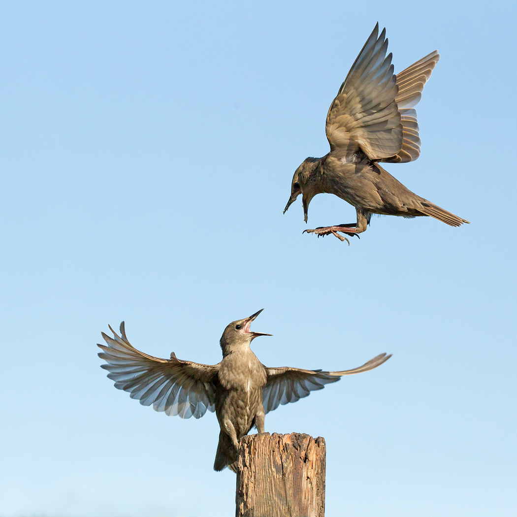 Martin Jump Wildlife Photographer: STARLING AGGRESSION.