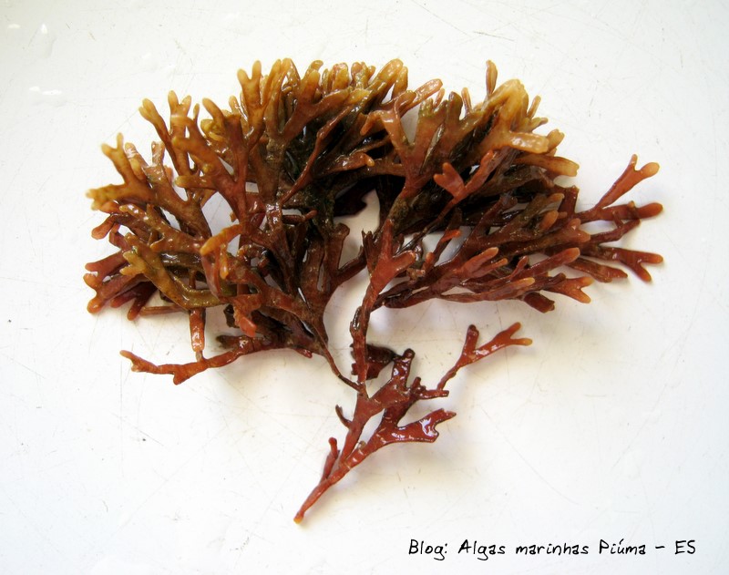 Algas marinhas Piúma - ES: Exemplares de algumas algas marinhas da ...
