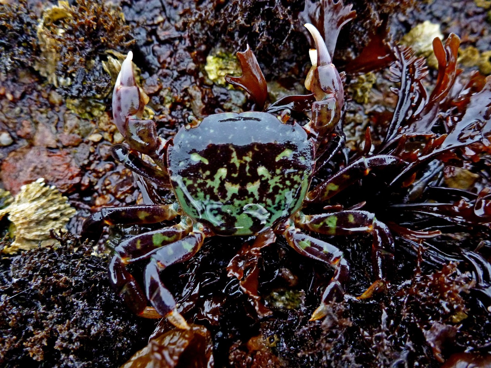 Buzz's Marine Life of Puget Sound: Jun 26, 2013