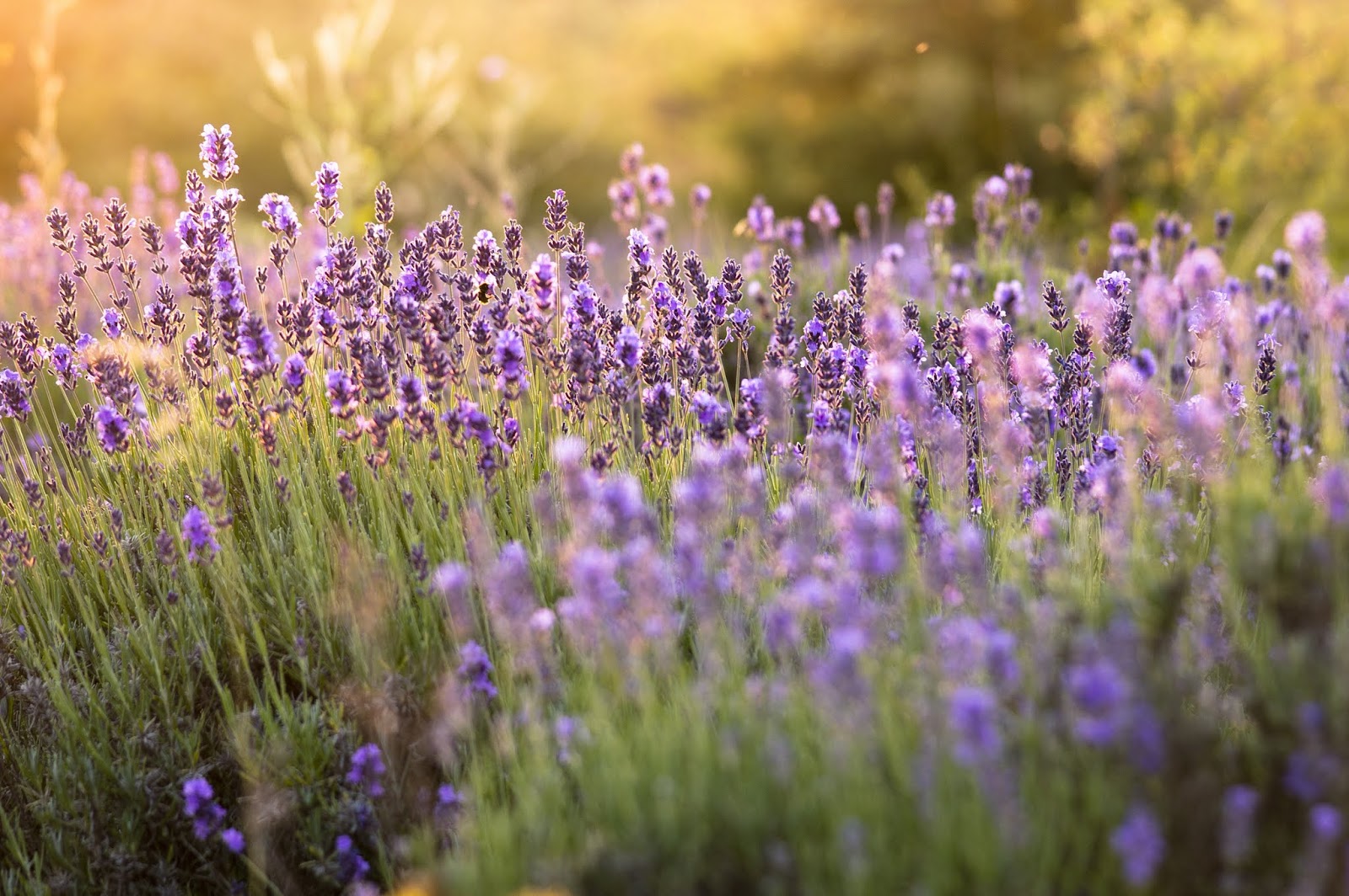Történetek képekkel: Egy különleges levendulás, az érdi levendulás