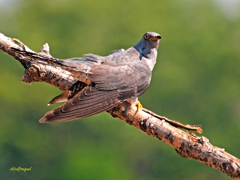 Miguel fotografia: Cuco común (Cuculus canorus)