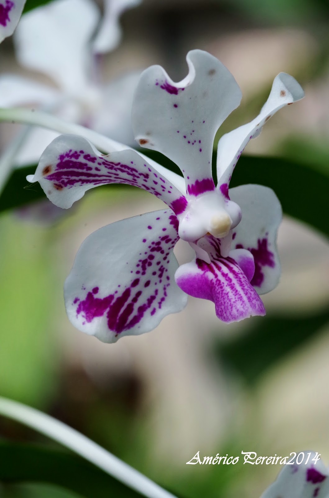 Orquídeas soltas: Vanda luzonica
