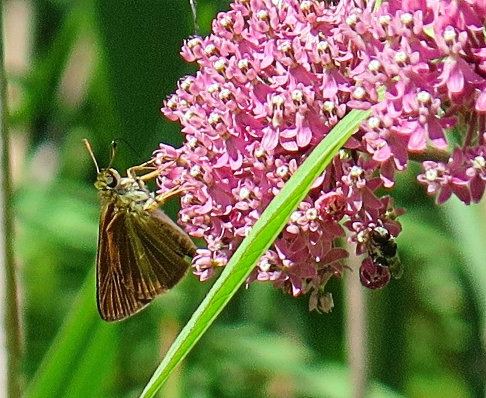 'Burg Birder: More July Insects