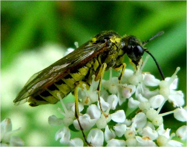 Insects of Scotland: Bees/Wasps/Ichneumons/Sawflies/Ants