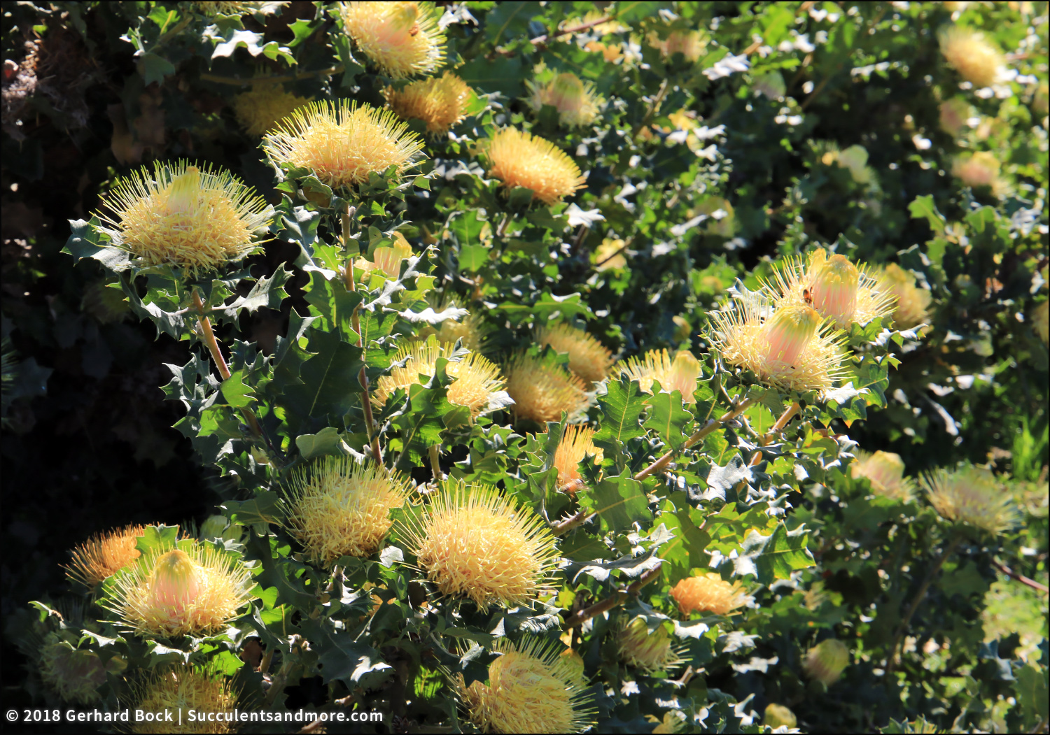 UC Santa Cruz Arboretum in late winter: Australian Garden