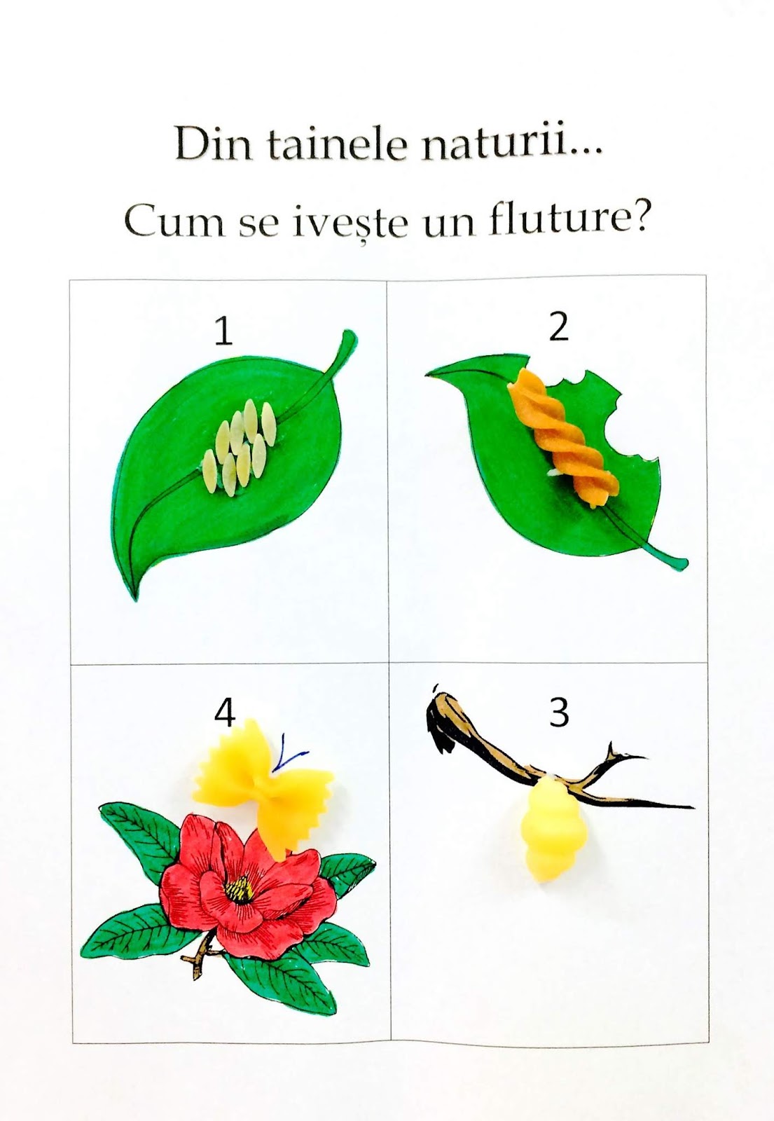 Cum explici metamorfoza fluturelui, folosind paste făinoase de forme ...