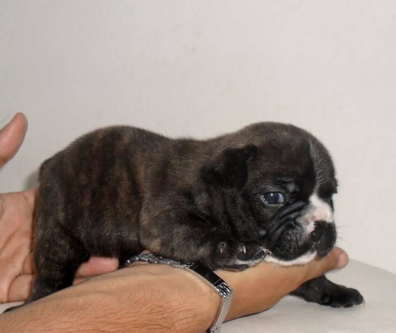 Canil Exótico: Filhotes de Bulldog Francês a venda