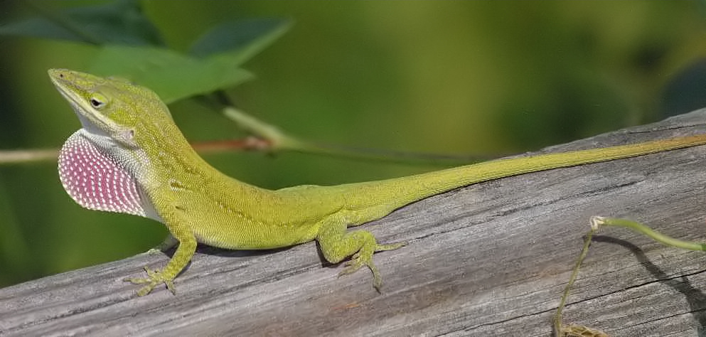 Biodiversity Science: Anole evolution