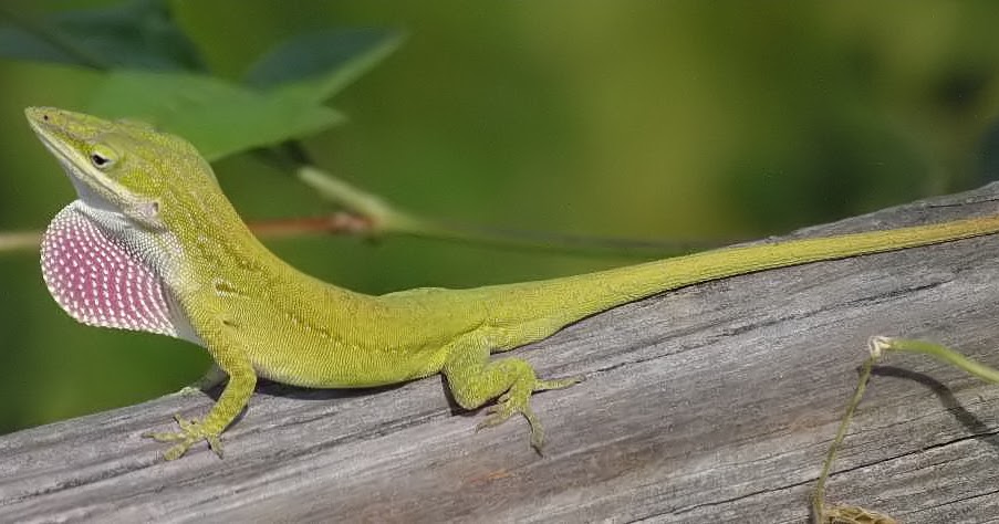 Biodiversity Science: Anole evolution