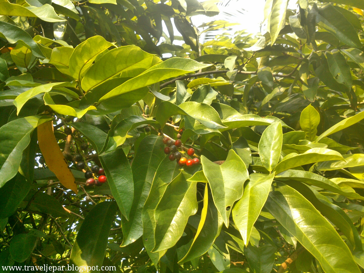 Bignay Farmland | Valenzuela City