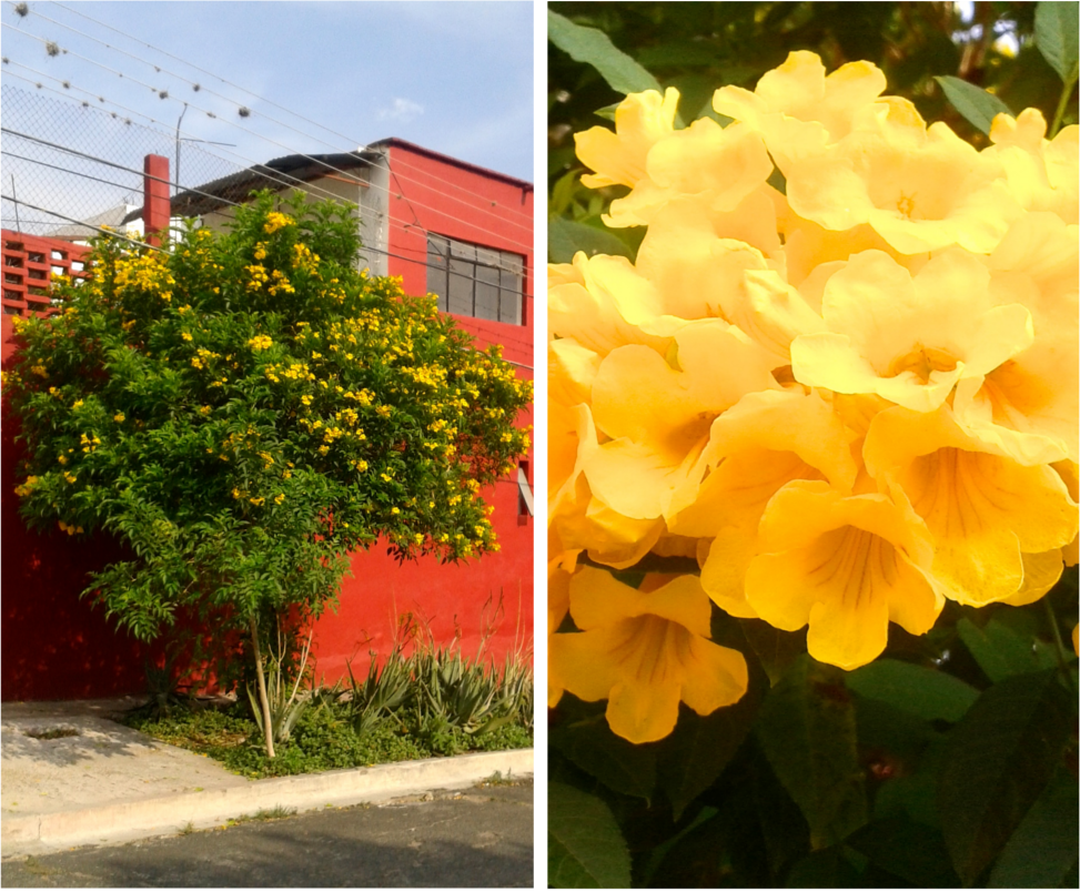 Flavors of Oaxaca: Oaxacan flowers