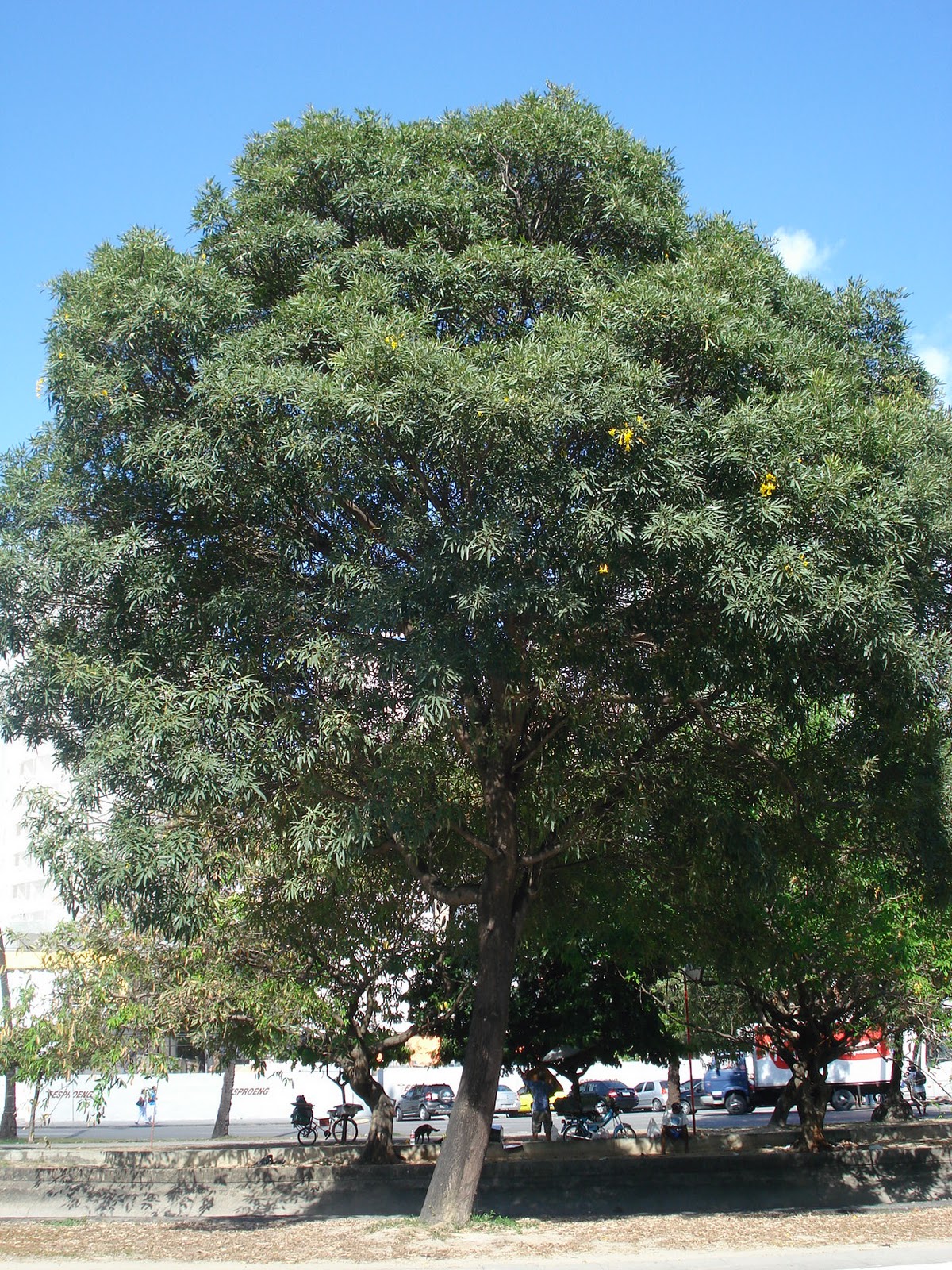 arboreo.net: Caraibeira -Tabebuia caraiba
