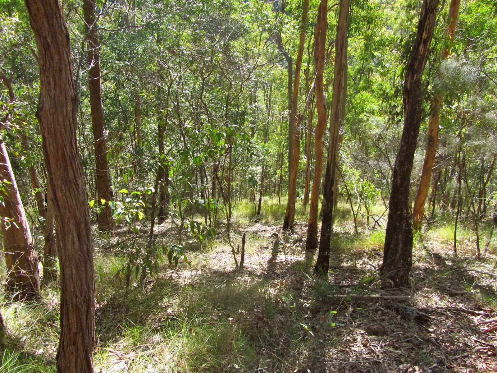 Walking with Friends Down Under: Mid WINTER walk - Mt Cootha
