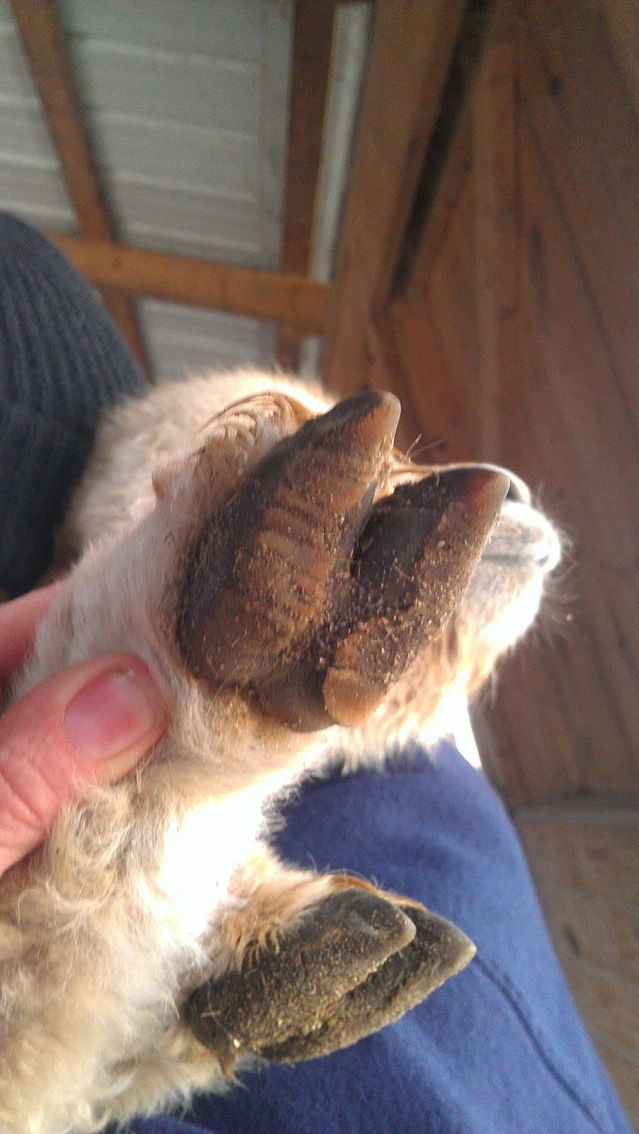 Southern Legacy Alpaca Farm