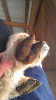 Southern Legacy Alpaca Farm: Affliction Highlight: Ulcerative ...