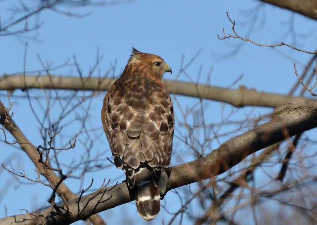 Woods Walks and Wildlife: Red-shouldered Hawk