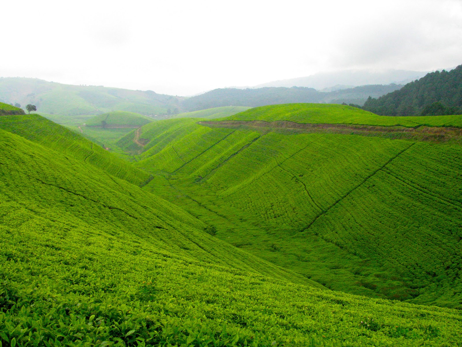 The Right Human: Rwanda's Tea of Hope