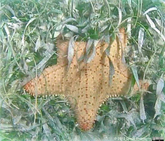 The Apprentice Manatee: Cushion Starfish