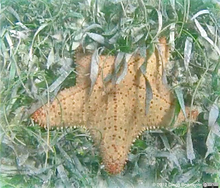 The Apprentice Manatee: Cushion Starfish