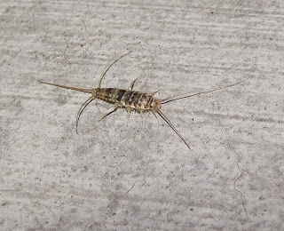 Bug Eric: Silverfish and Firebrat