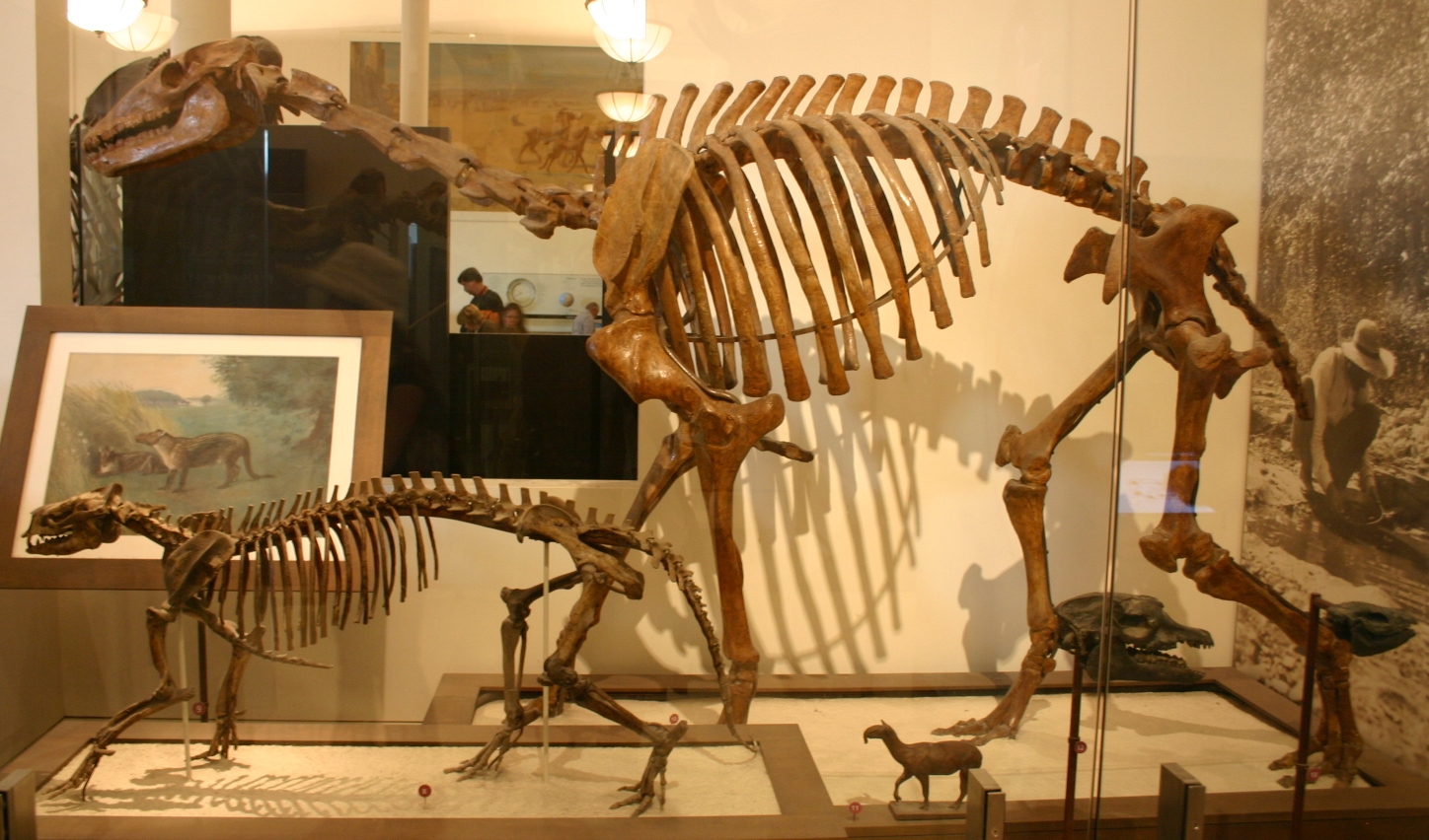 Variety of Life: Litopterna