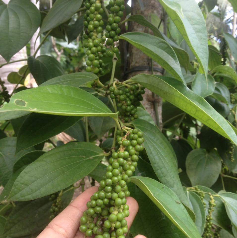 Keuntungan Menanam Lada - ACEH BERBAGI