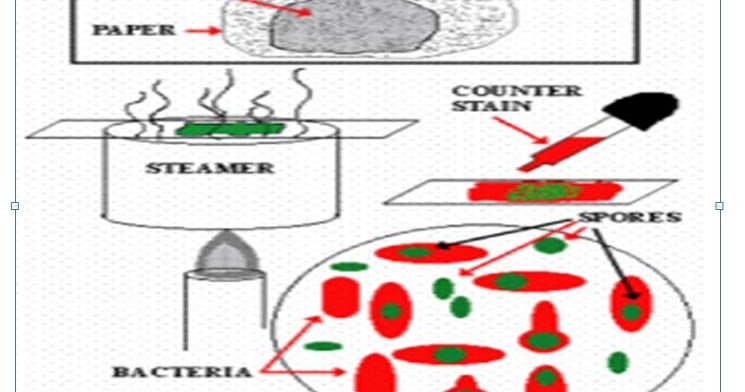 Protocol For Spore Staining ~ Dhiraj's Blog Protocol For Spore Staining ~ Dhiraj's Blog