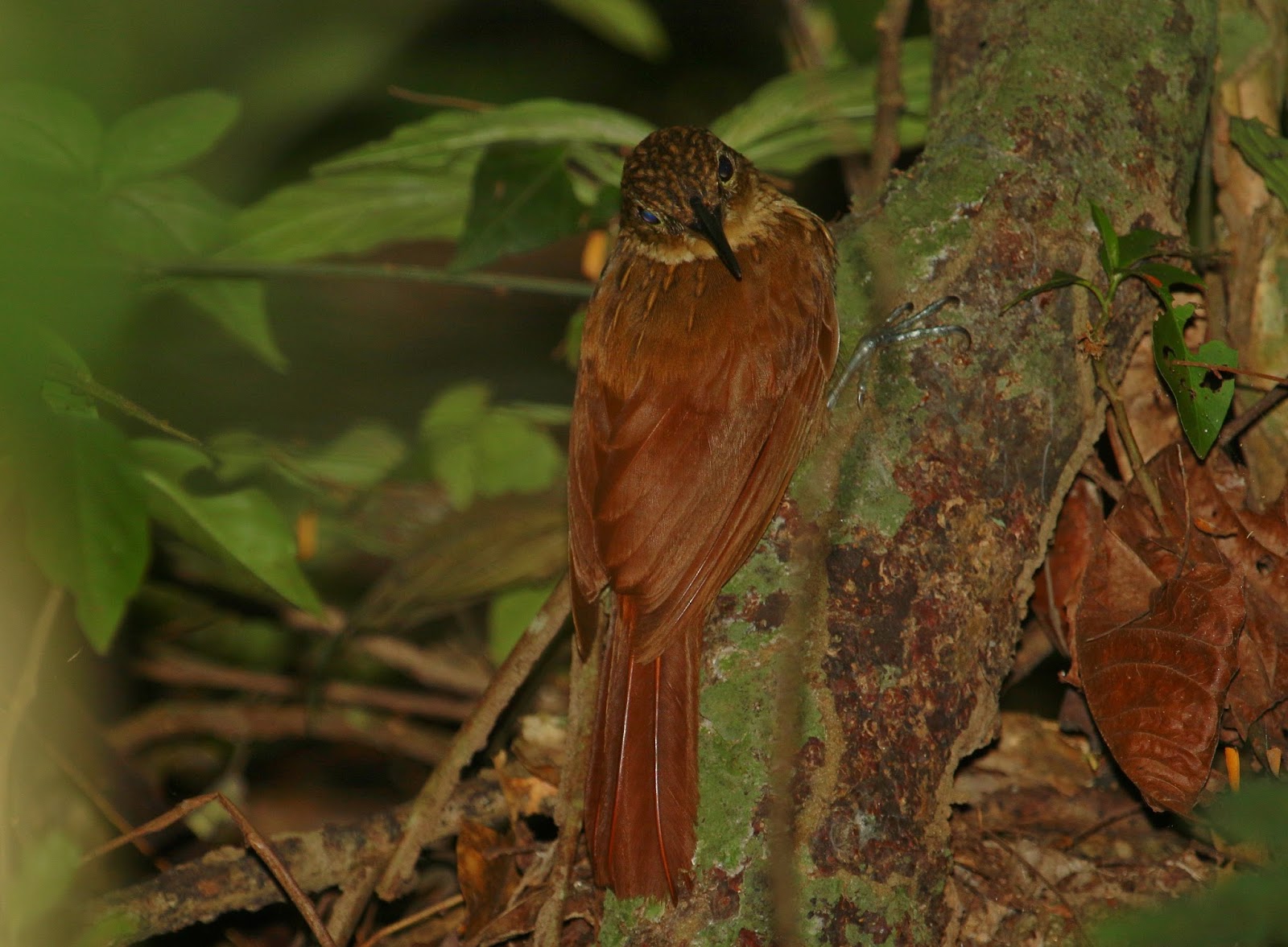 Nuestro bello mundo...: Pajareado en una Hacienda de Cacao, Choroni ...
