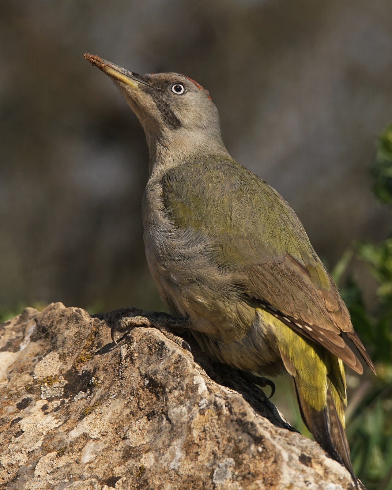 Pasión por las aves: Pito real,(Picus viridis)